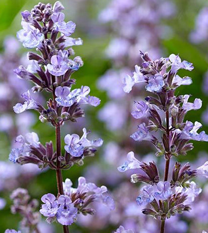 Purrsian Blue Catmint, Nepeta faassenii– Aroma Health Texas