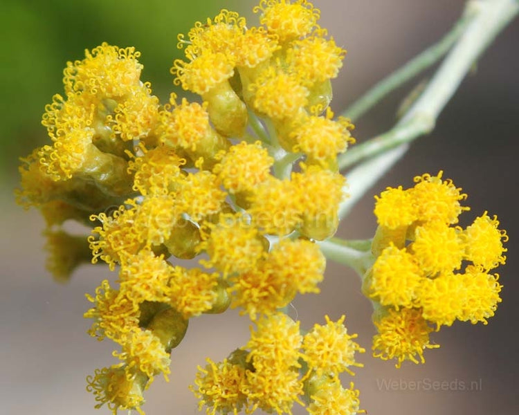 Curry, Helichrysum italicum x angustifolium, Natural Perfume– Aroma ...