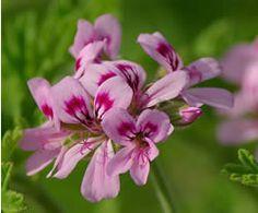 Geranium Absolute(Pelargonium graveolens)– Aroma Health Texas